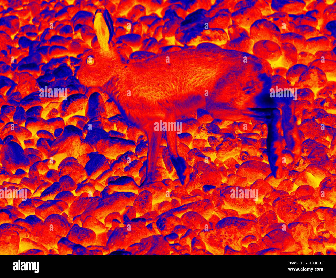 The Hare in the mountains. Scanning the animal's body temperature with ...