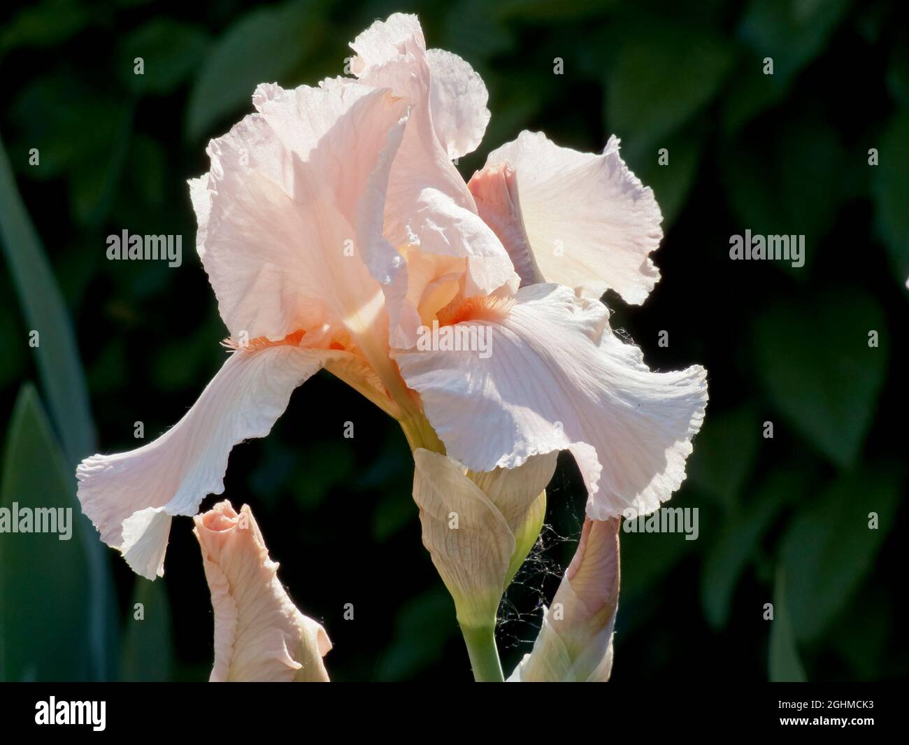 Iris Germanica 'Pink Attraction' Breeder : Hall 1987 Stock Photo - Alamy