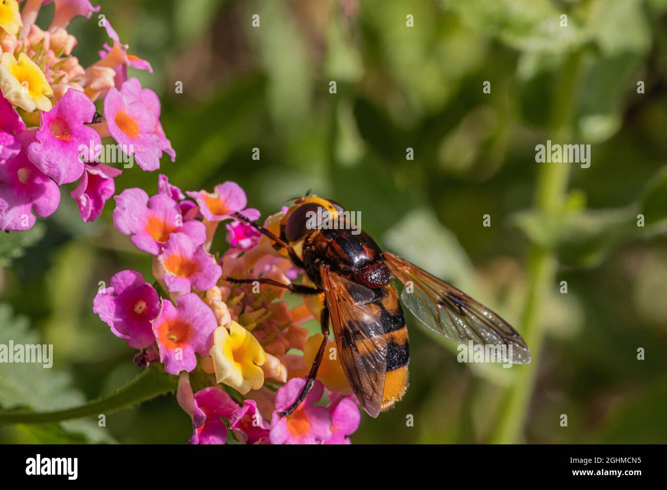 Volucella elegans, Hornet Mimic Hoverfly on a Lantana Flower Stock ...