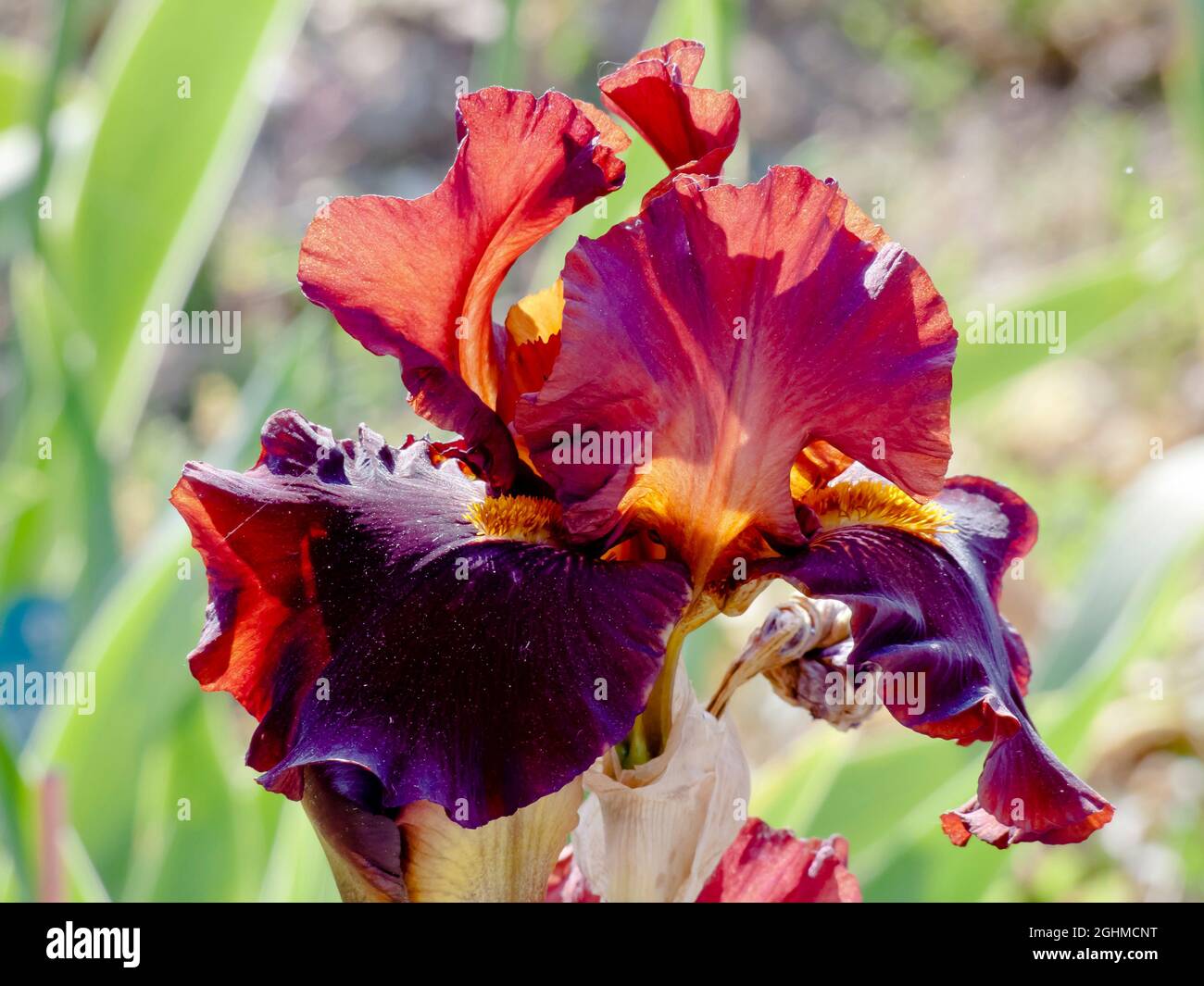 Iris Germanica ''Rubistar' Breeder : Schreiner 1989 Stock Photo - Alamy