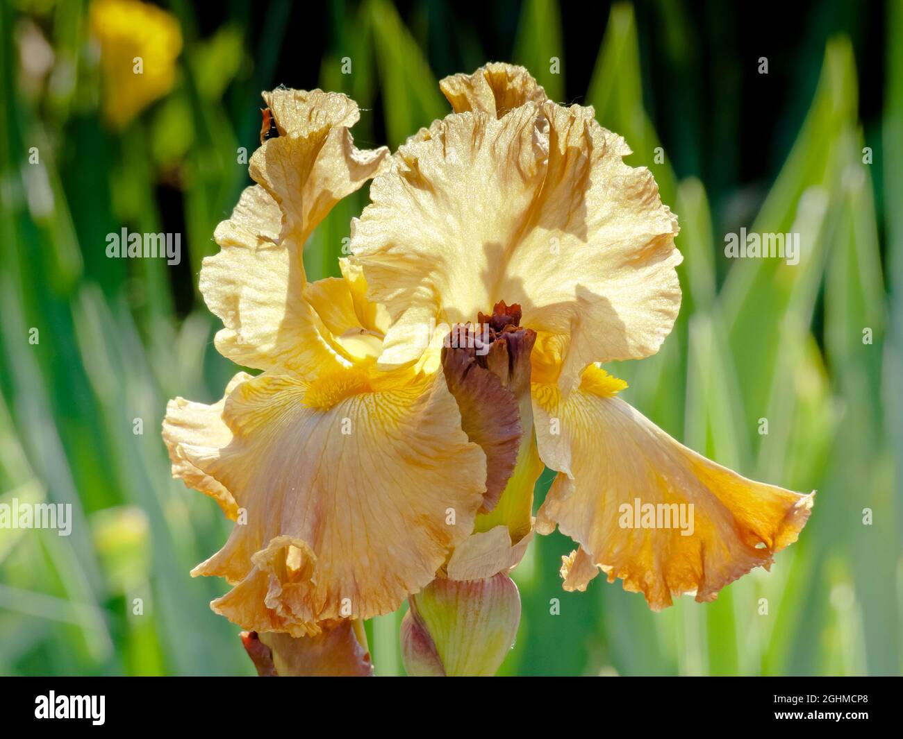 Iris Germanica ''Spiced Honey' Breeder : Hammer 1976 Stock Photo - Alamy