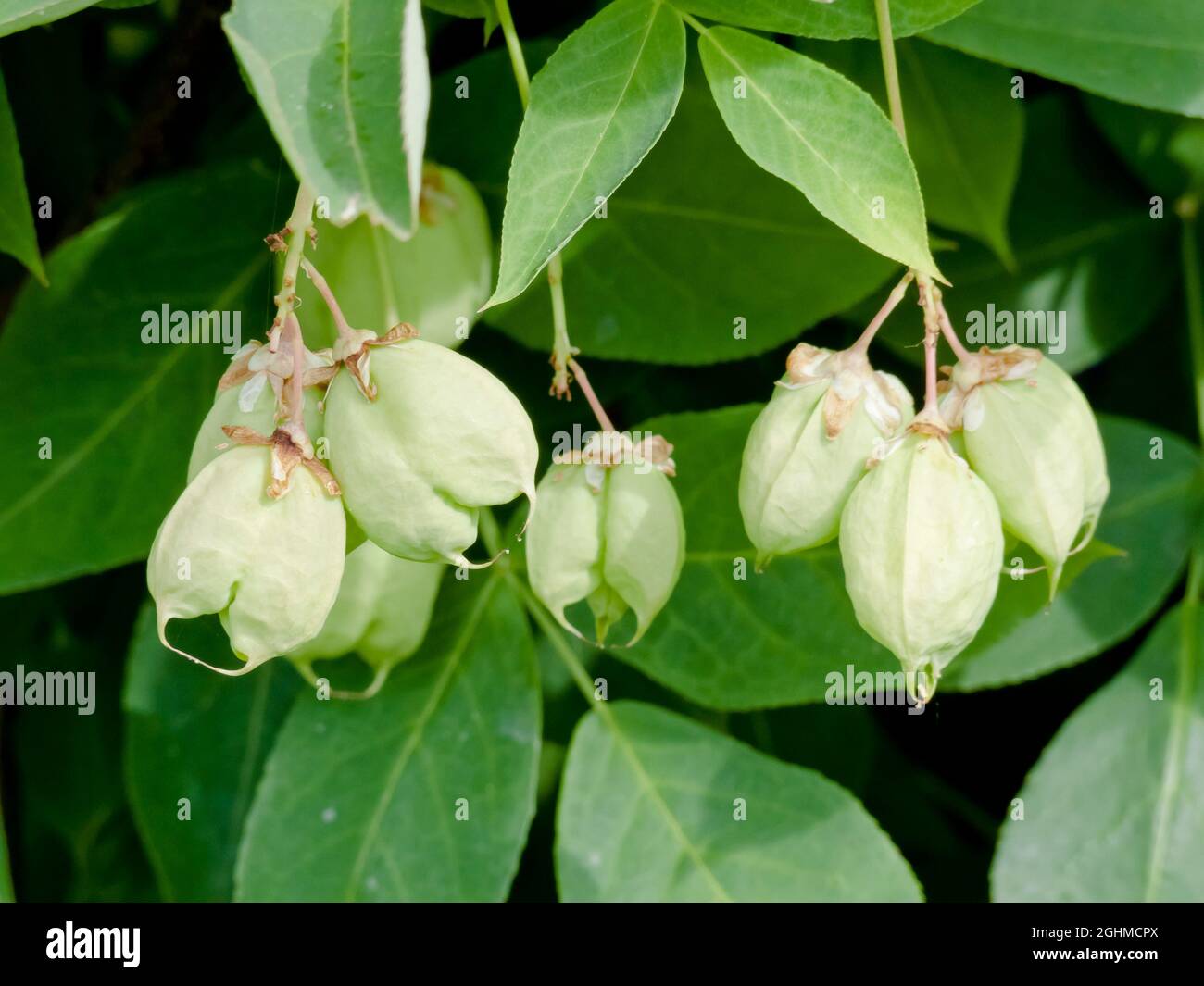 Family staphyleaceae hi-res stock photography and images - Alamy