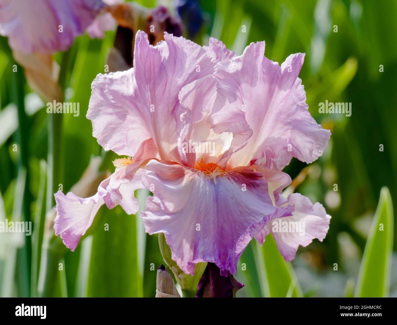 Iris Germanica 'Persian Berry' Breeder : Gaulter 1976 Stock Photo - Alamy