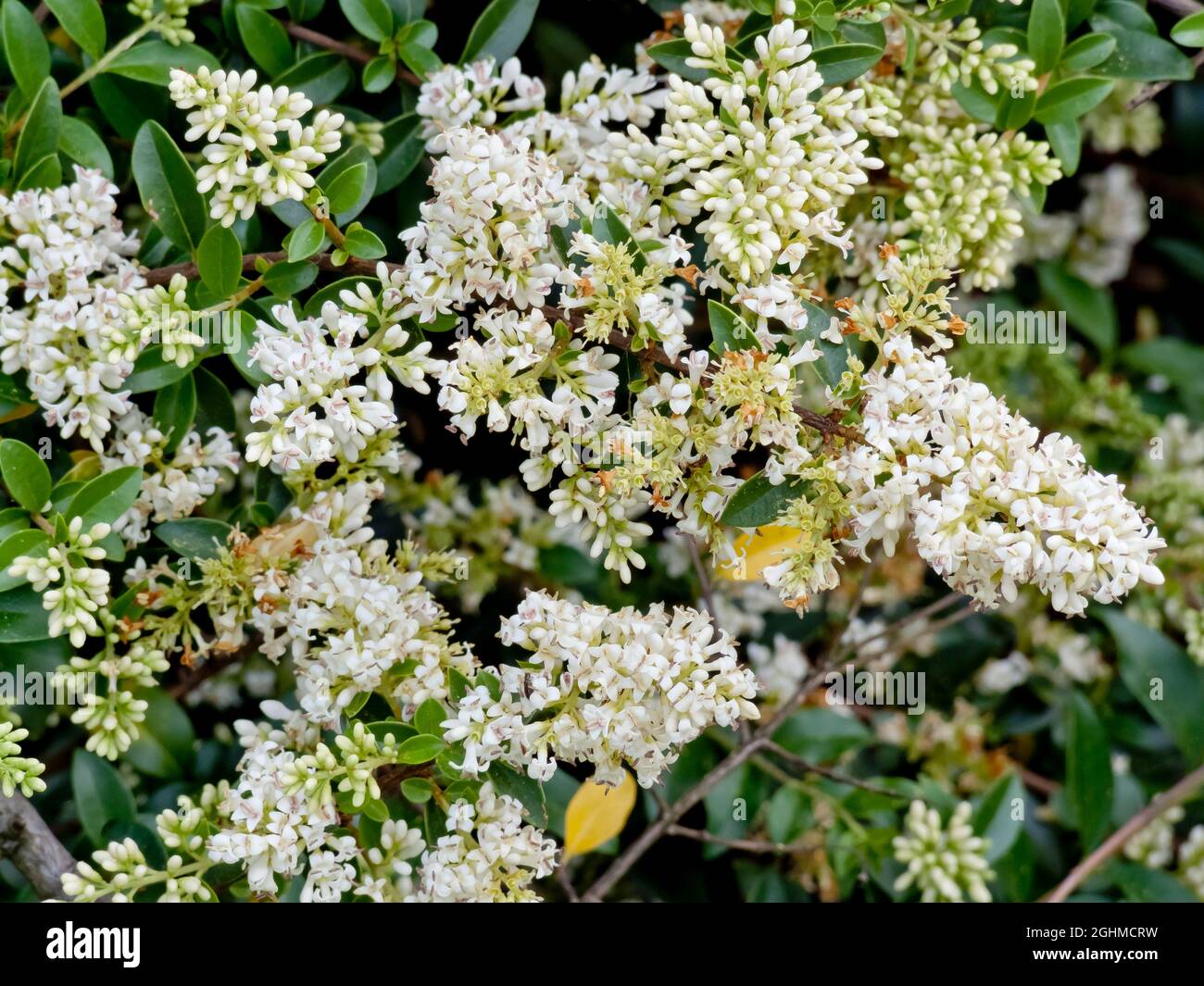 Ligustrum Ionandrum High Resolution Stock Photography and Images - Alamy
