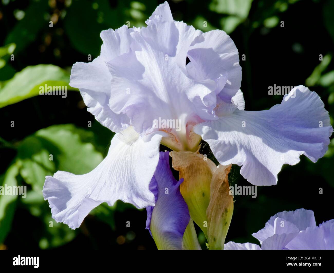 Iris Germanica 'Mary Frances' Breeder : Gaulter 1971 Stock Photo - Alamy