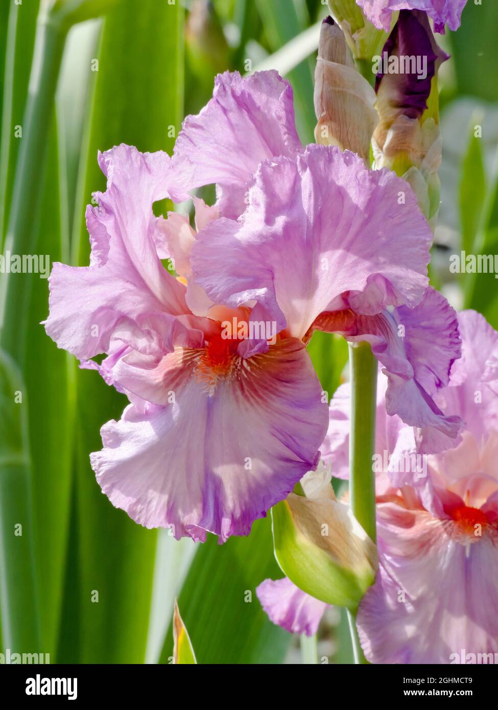Persian iris hi-res stock photography and images - Alamy
