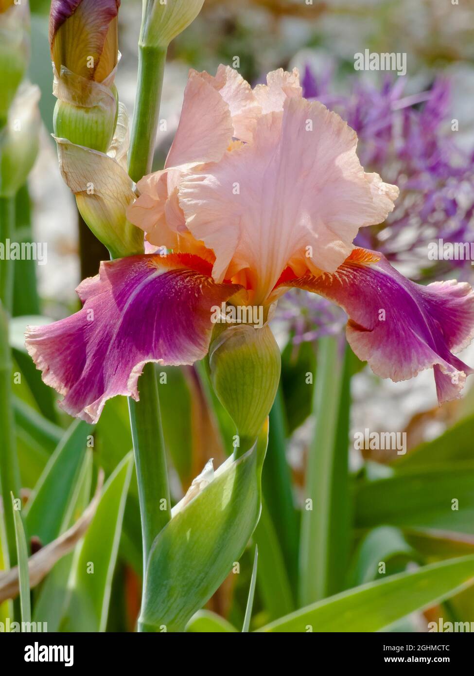 Iris Germanica 'Carnaby' Breeder : Schreiner 1973 Stock Photo - Alamy
