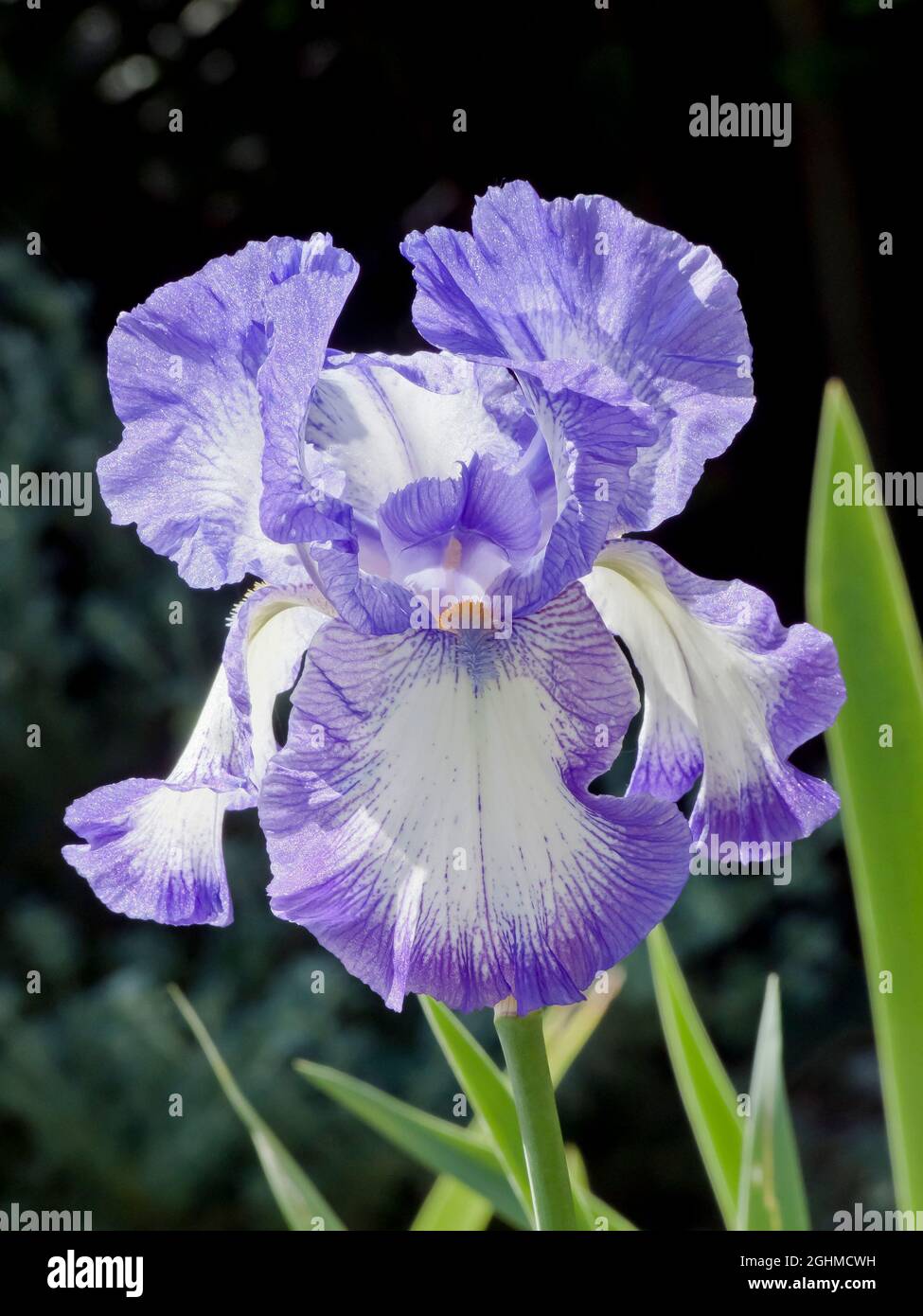 Iris Germanica 'Rococo' Breeder :Schreiner 1960 Stock Photo - Alamy
