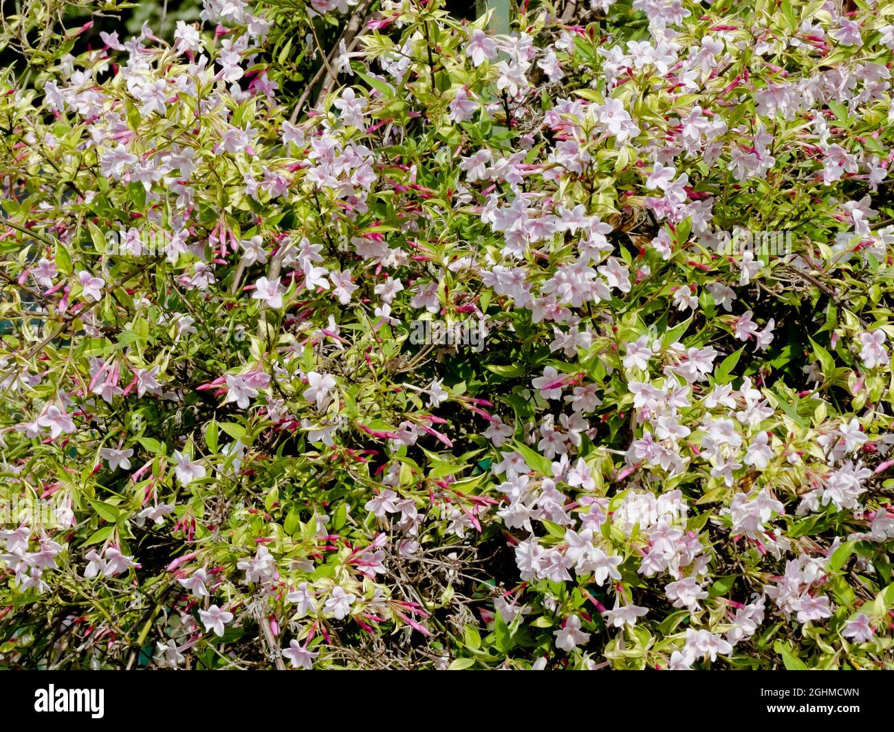 Jasminum Stephanense High Resolution Stock Photography and Images - Alamy