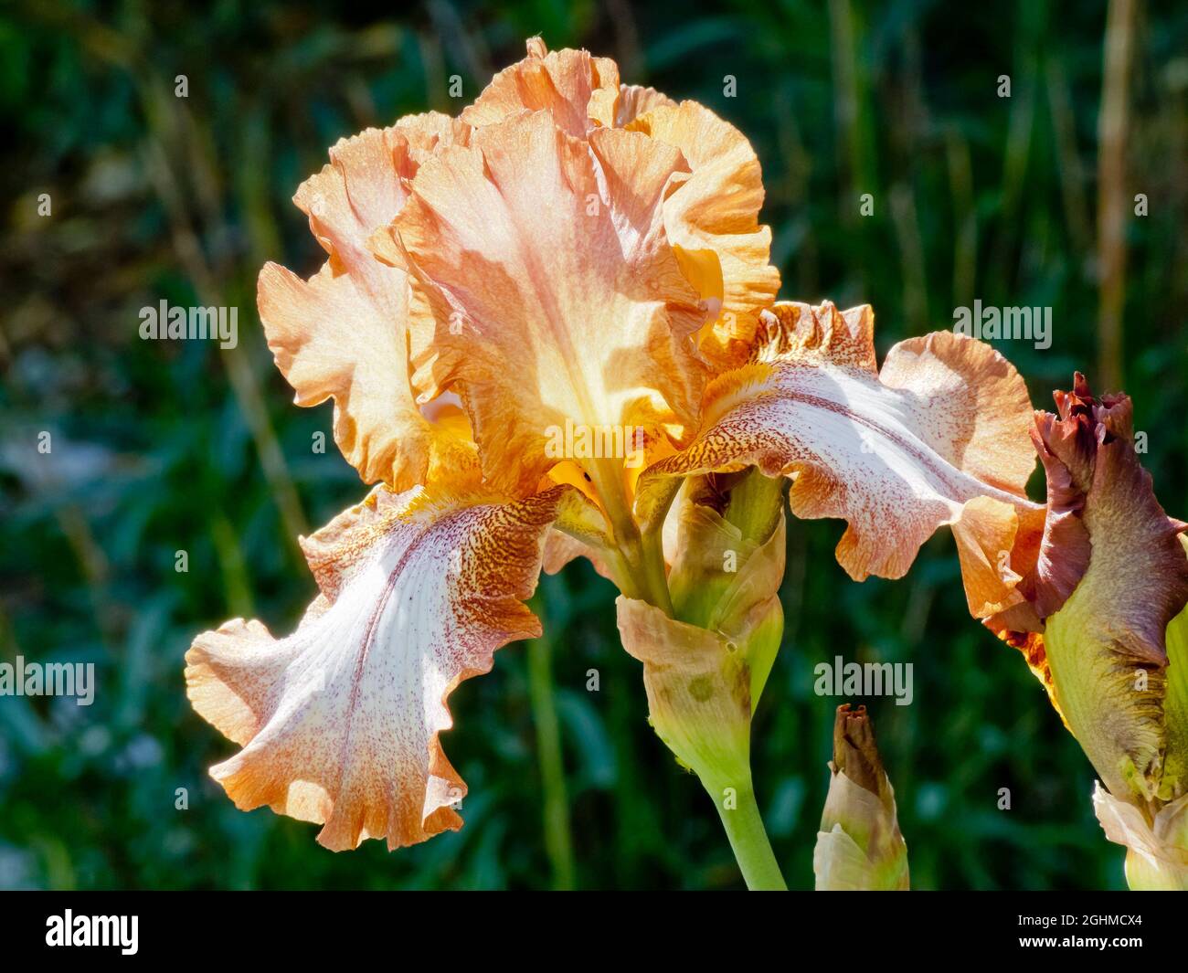 Ginger family flowering plants hi-res stock photography and images - Alamy