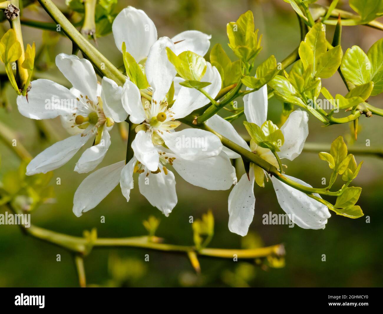 Poncirus hi-res stock photography and images - Alamy