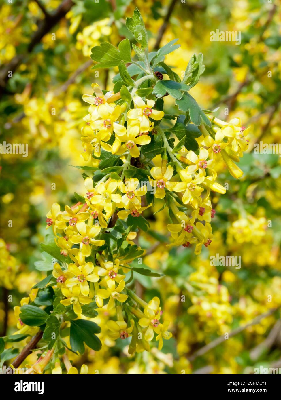 Family grossulariaceae hi-res stock photography and images - Alamy