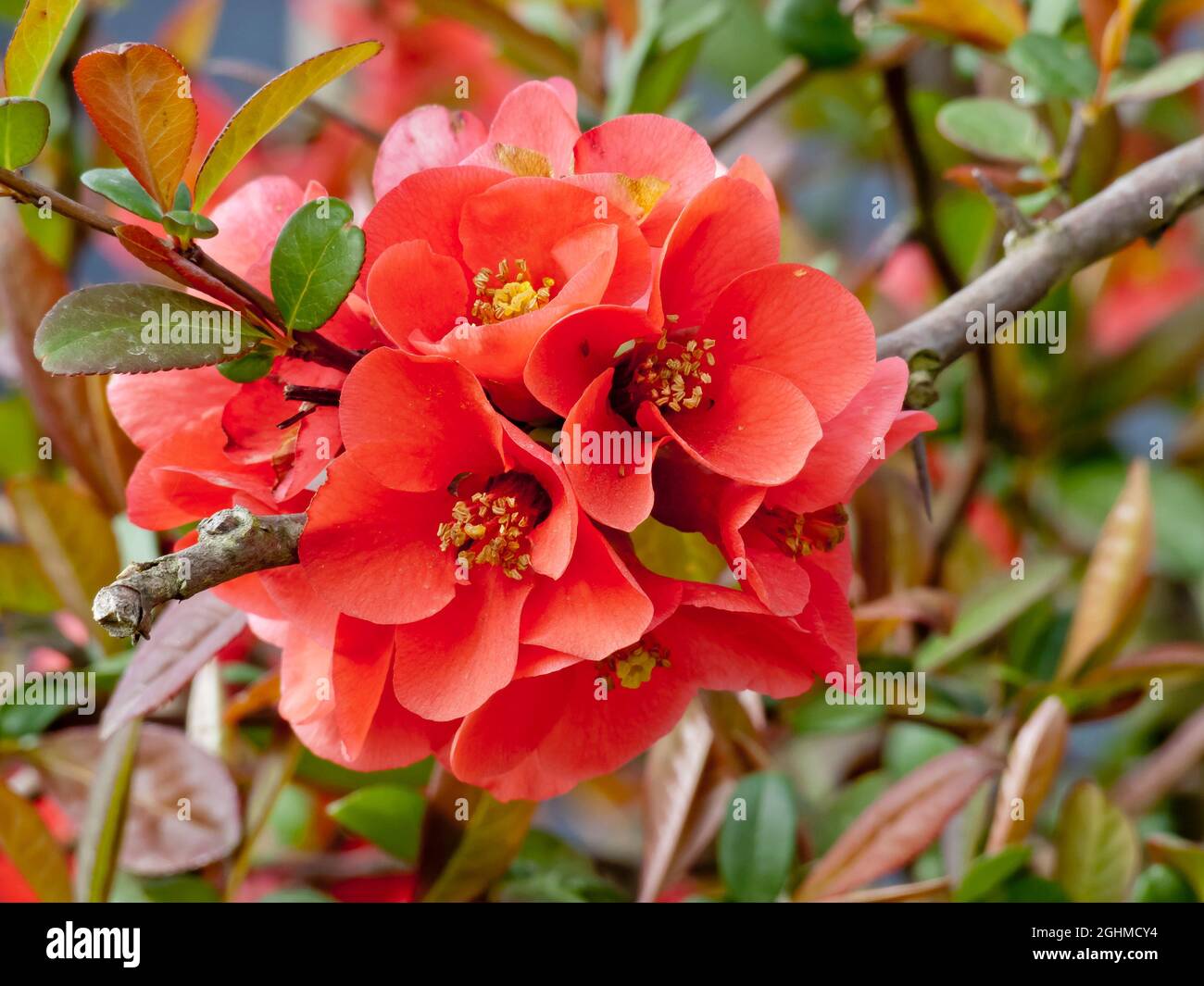 Chaenomeles x superba 'Nicoline' Stock Photo - Alamy