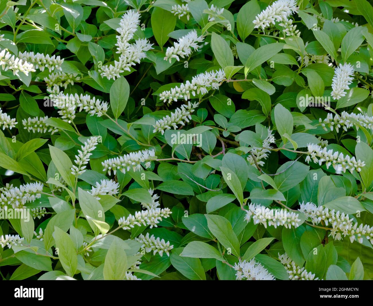 Clethraceae family hi-res stock photography and images - Alamy