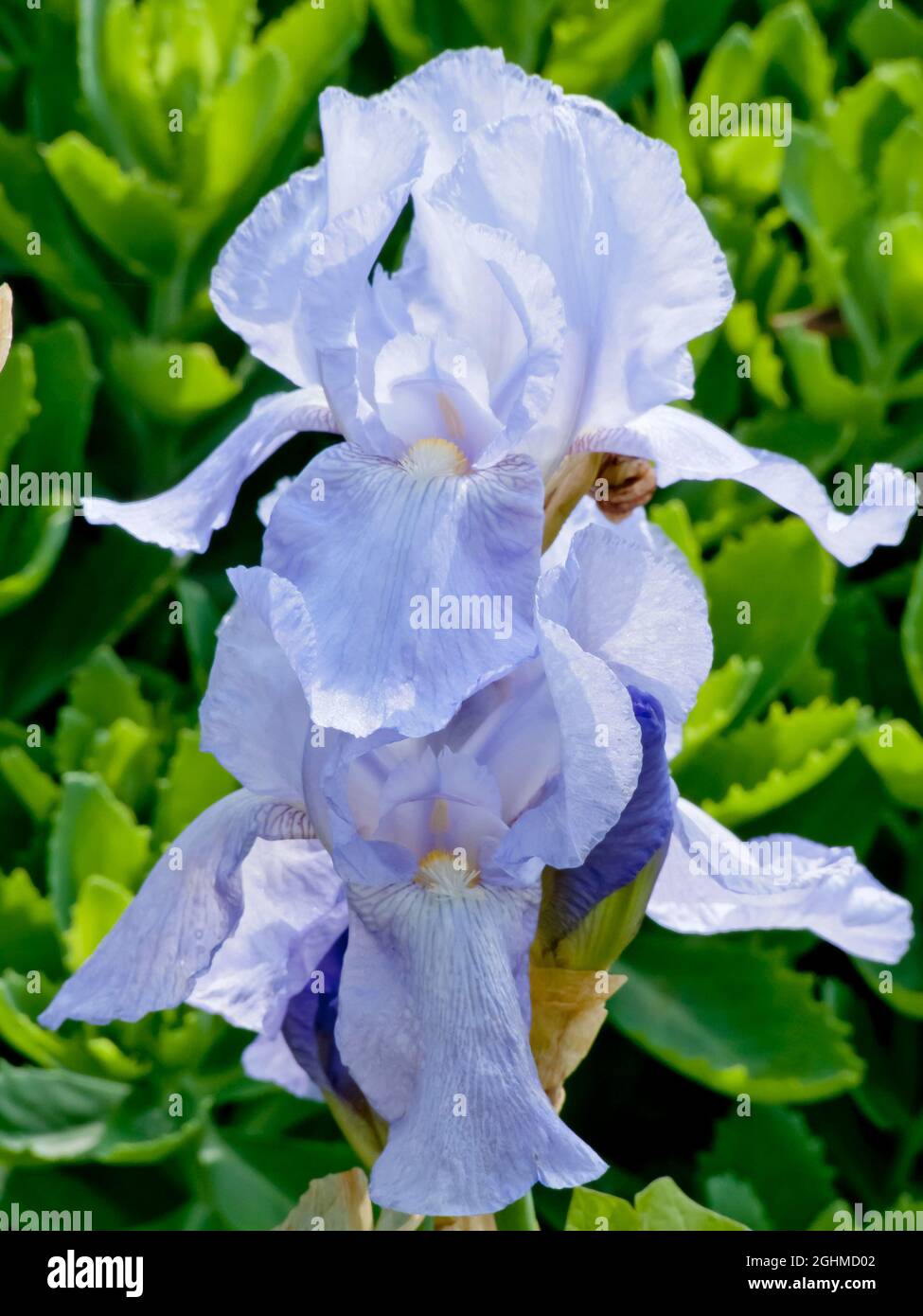 Iris Germanica 'Azure Skies' Obtenteur : Mrs Pattison 1943 Stock Photo ...
