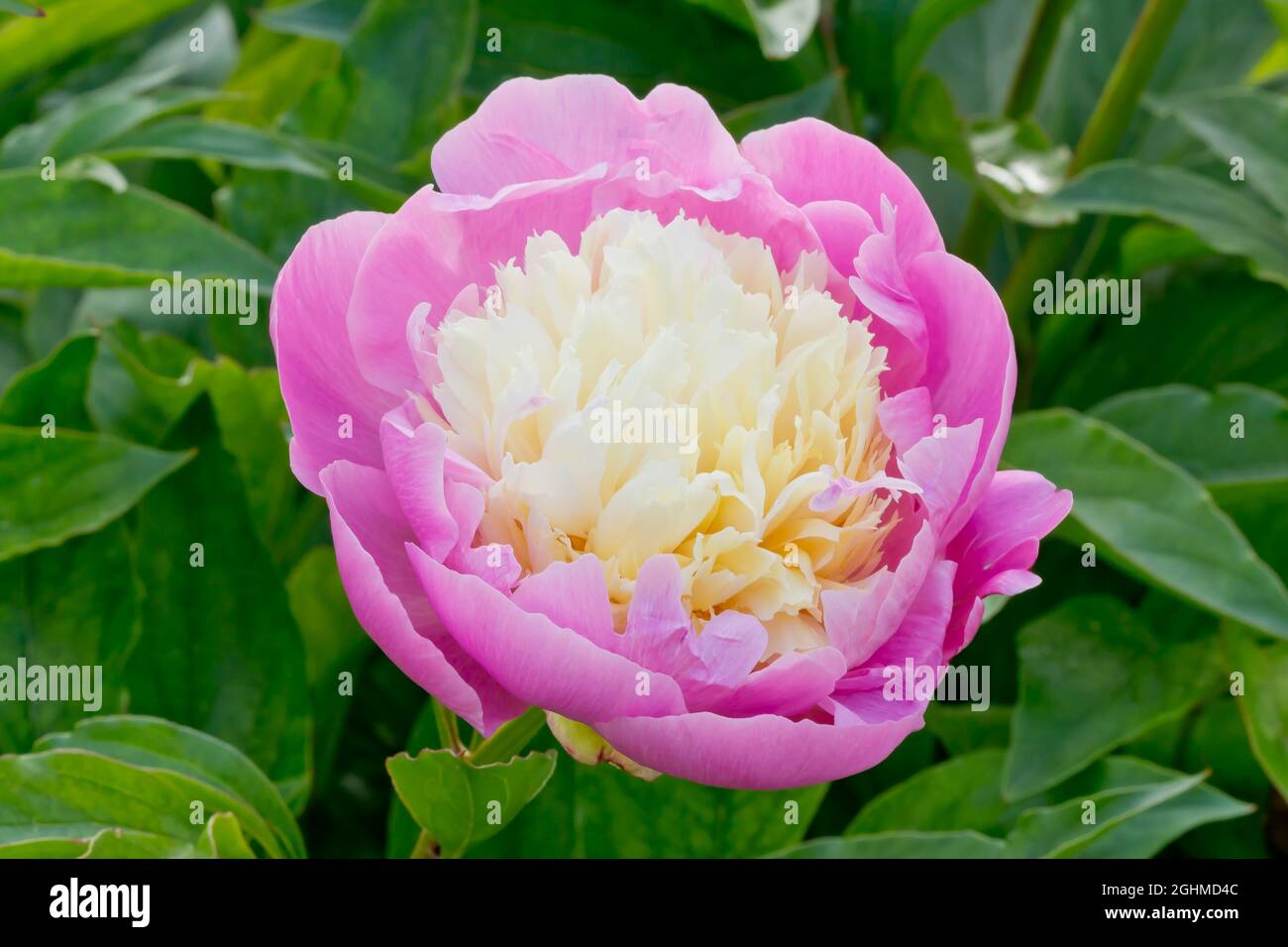 Peony 'Gay Paree' in bloom in a garden Stock Photo - Alamy