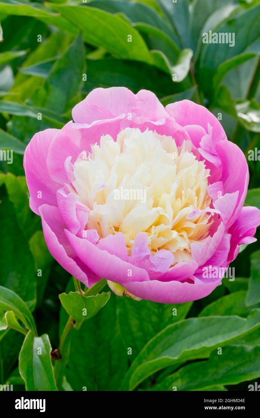 Peony 'Gay Paree' in bloom in a garden Stock Photo - Alamy