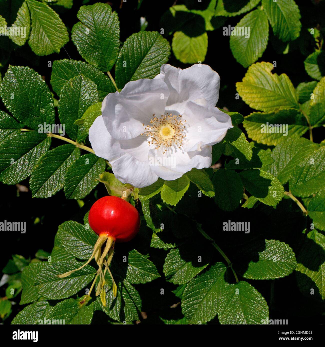 Edinburgh wild rose hi-res stock photography and images - Alamy