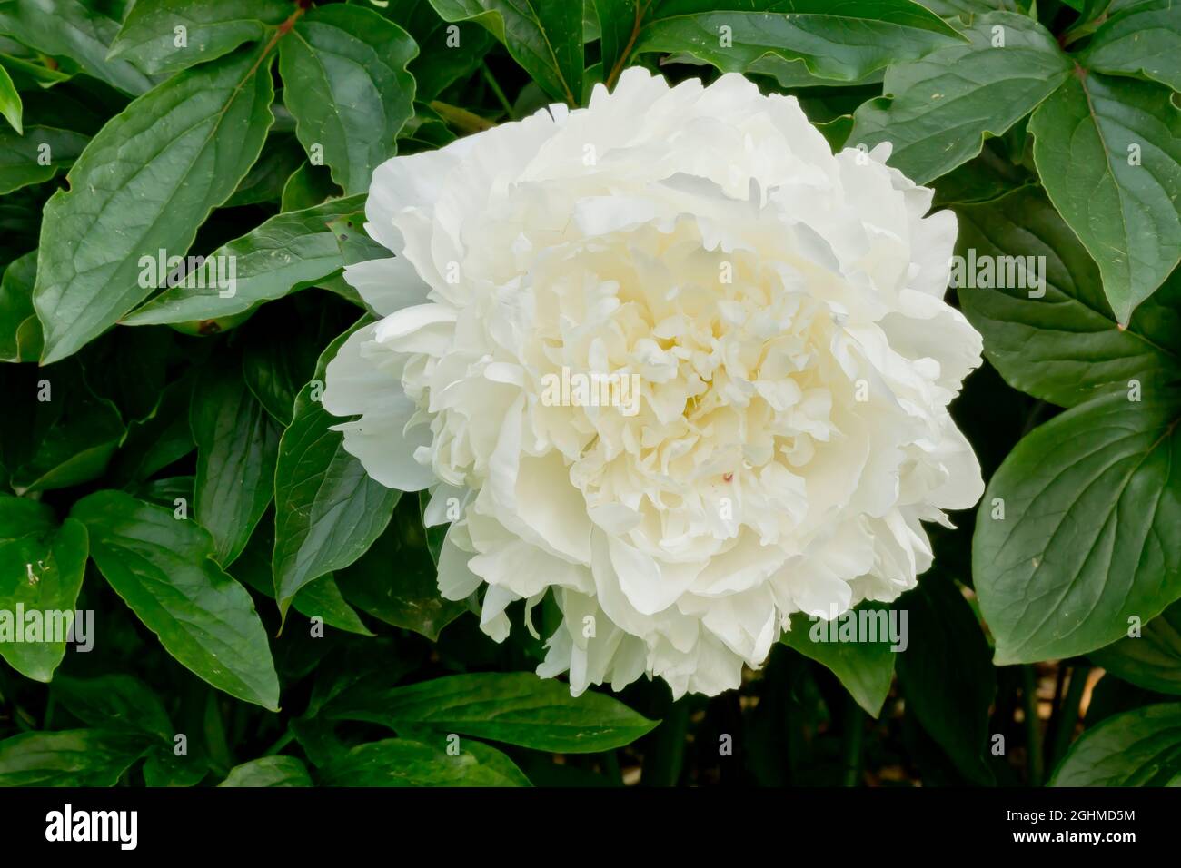Peony 'Alice Harding' in bloom in a garden Stock Photo - Alamy