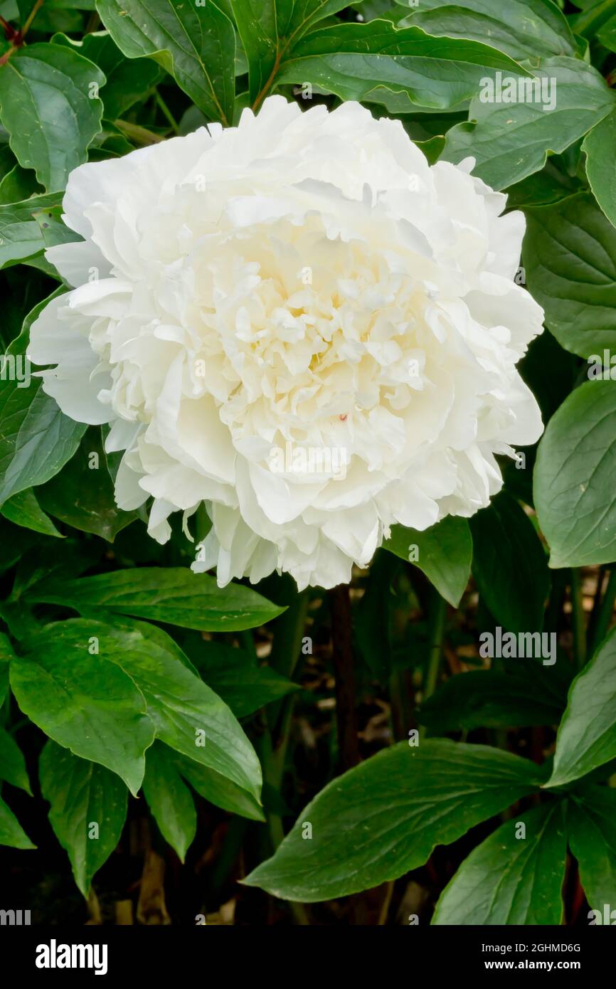 Peony 'Alice Harding' in bloom in a garden Stock Photo - Alamy