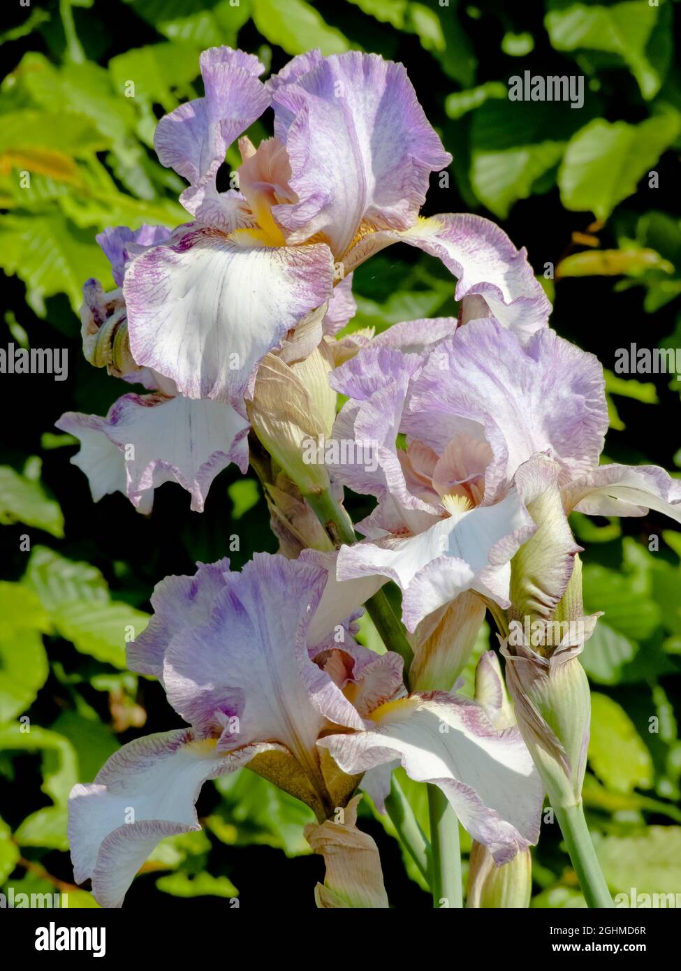 Iris Germanica 'Northward Ho' Breeder : Zurbrigg 1991 Stock Photo - Alamy