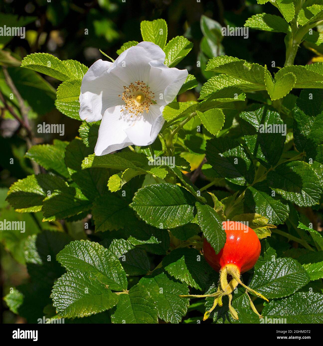 Edinburgh wild rose hi-res stock photography and images - Alamy