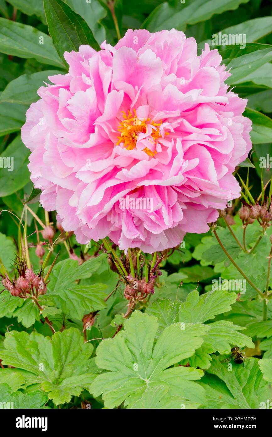 Peony 'Gilbert Barthelot' in bloom in a garden Stock Photo - Alamy