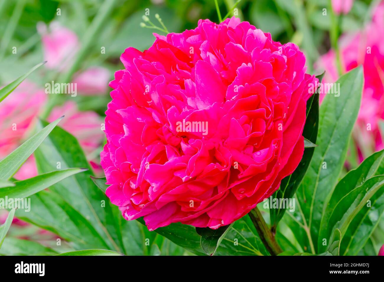 Peony 'Irwin Altman' in bloom in a garden Stock Photo - Alamy
