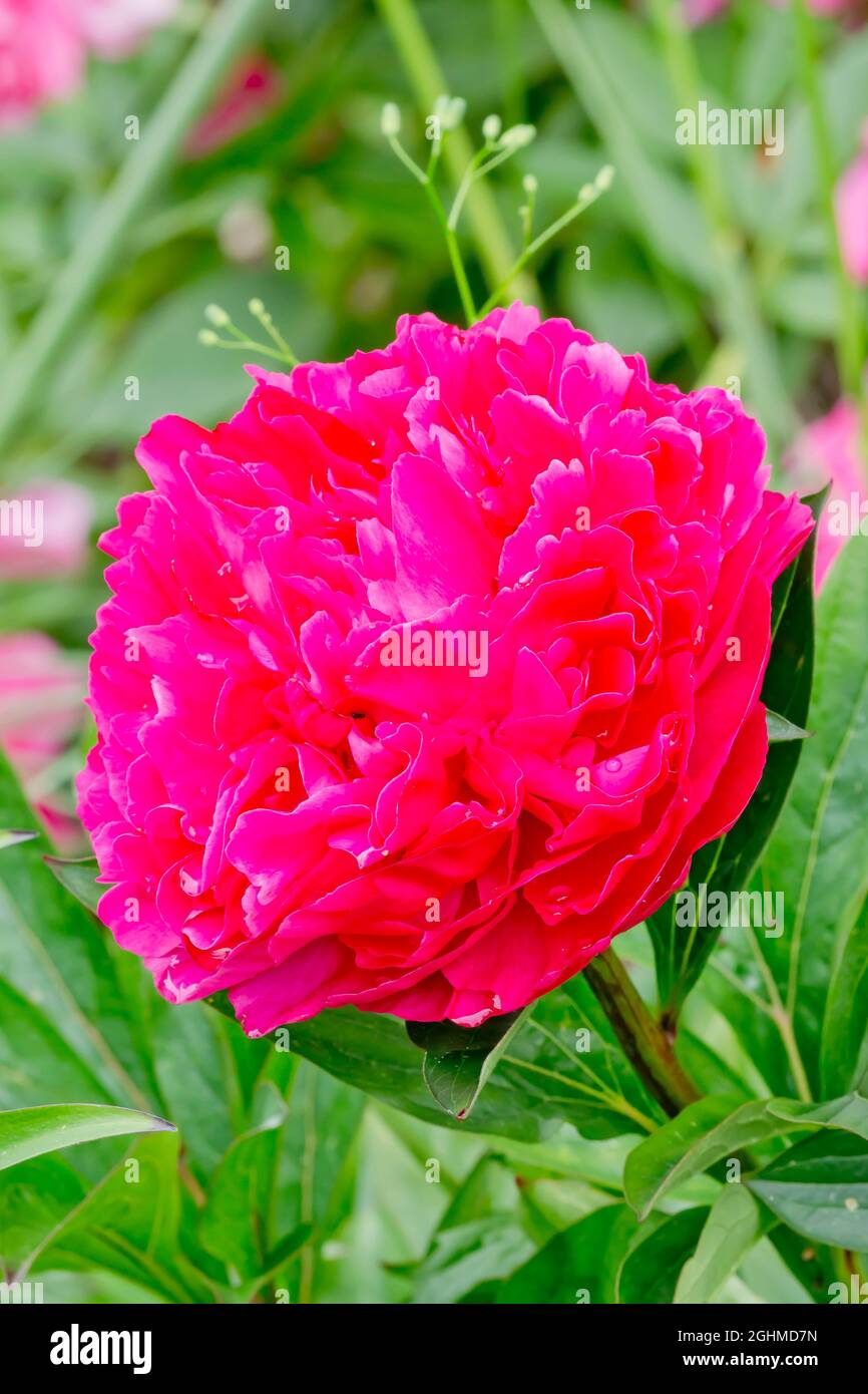 Peony 'Irwin Altman' in bloom in a garden Stock Photo - Alamy