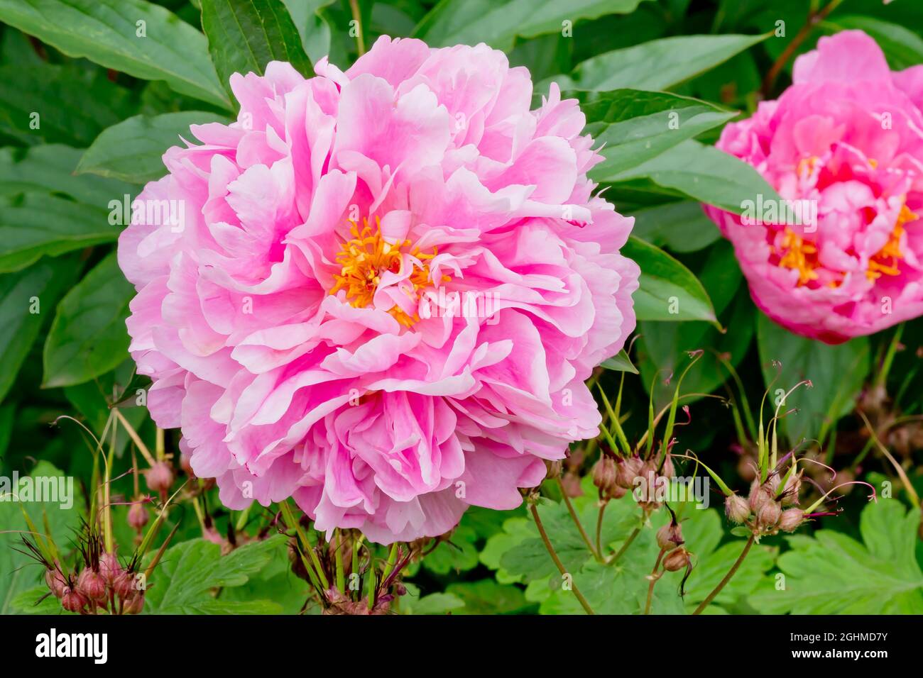 Peony 'Gilbert Barthelot' in bloom in a garden Stock Photo - Alamy