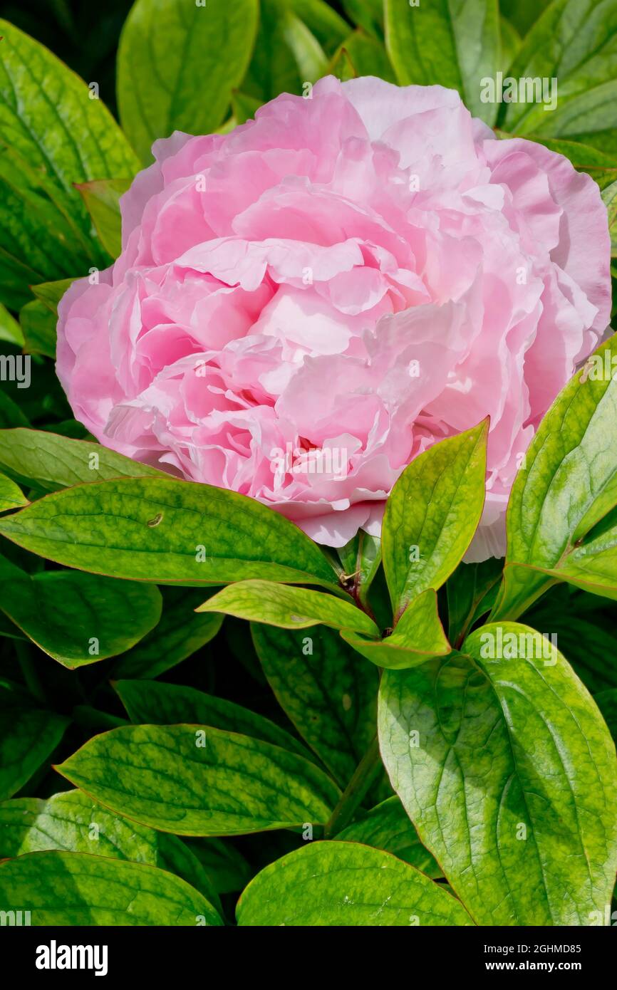 Peony 'Elizabeth Peninger' in bloom in a garden Stock Photo - Alamy