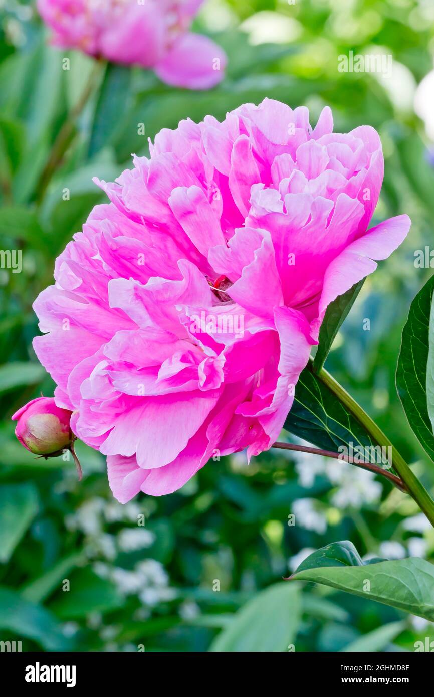 Peony 'Edulis Superba' in bloom in a garden Stock Photo - Alamy
