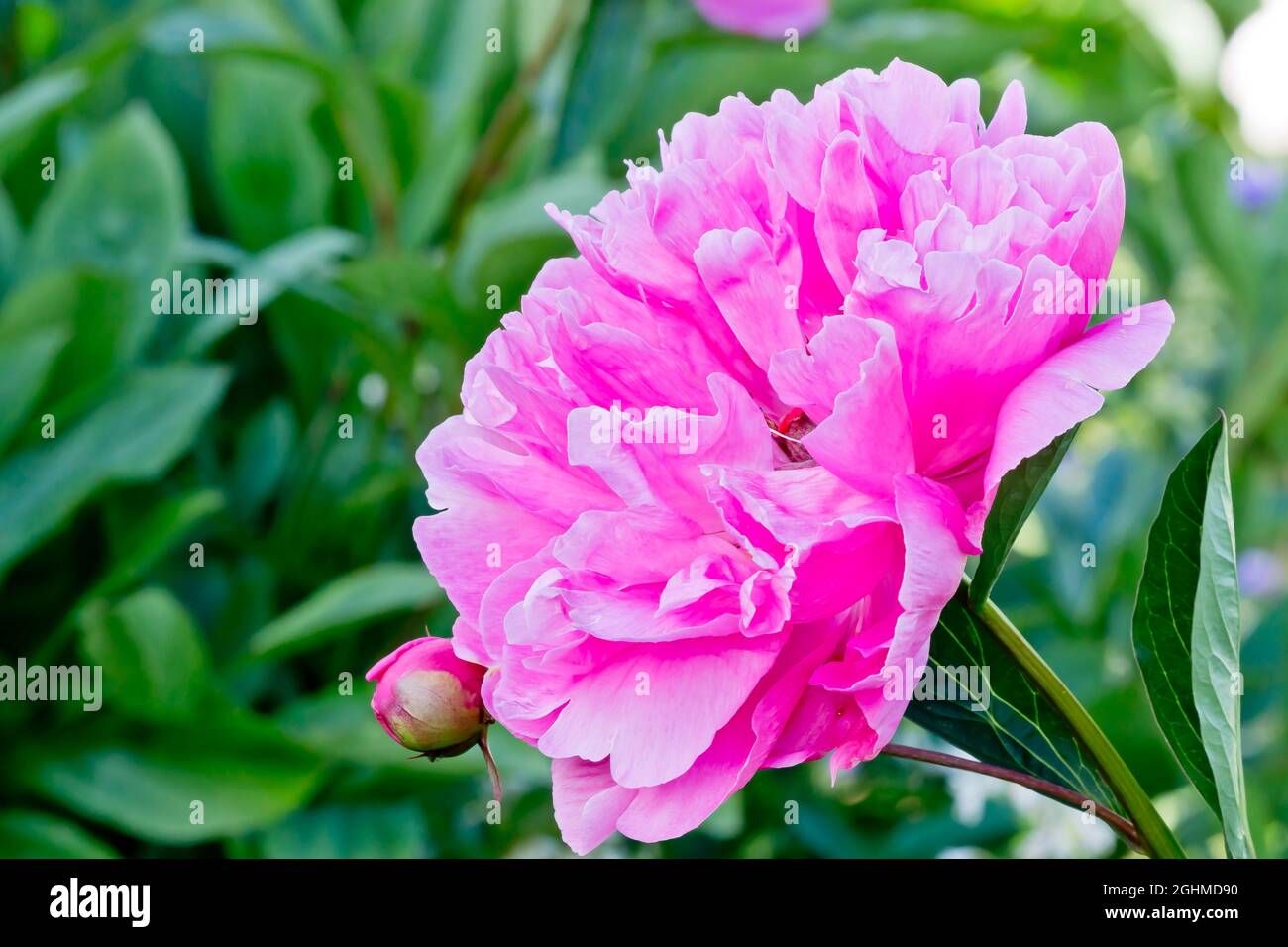 Peony 'Edulis Superba' in bloom in a garden Stock Photo - Alamy