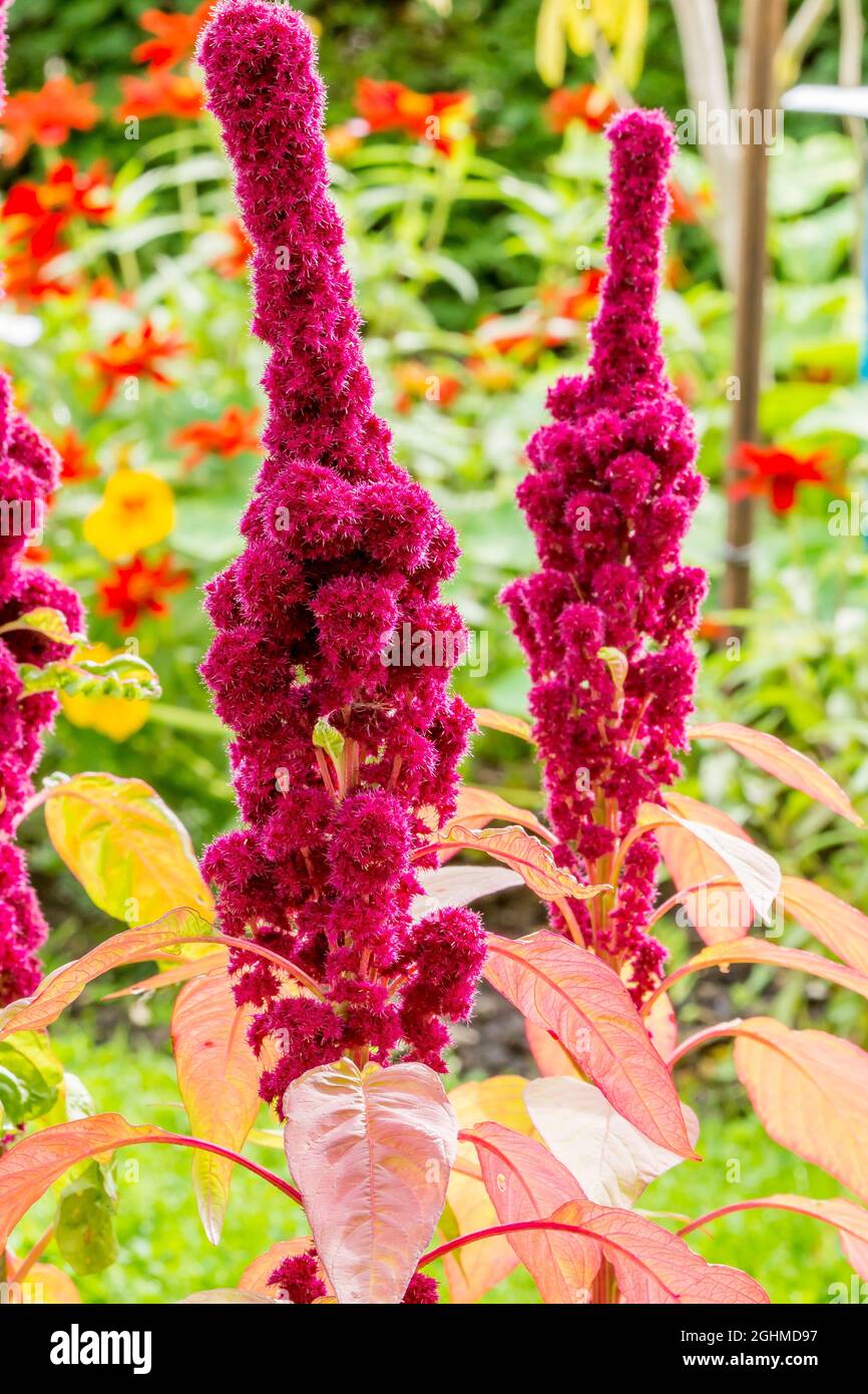 Amaranthus gangeticus 'Tête d'Elephant' Stock Photo - Alamy