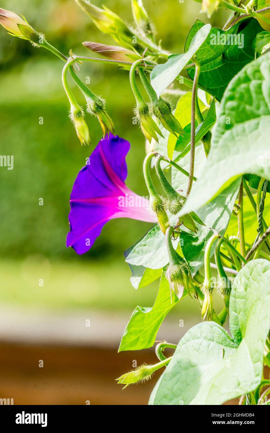 Ipomoea purpurea 'Kniola's Black' Stock Photo - Alamy