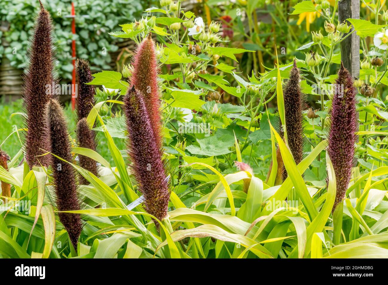 Jade princess hi-res stock photography and images - Alamy