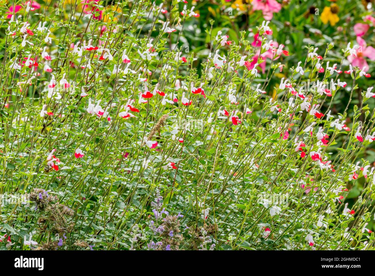 Salvia microphylla 'Hot Lips' Stock Photo - Alamy