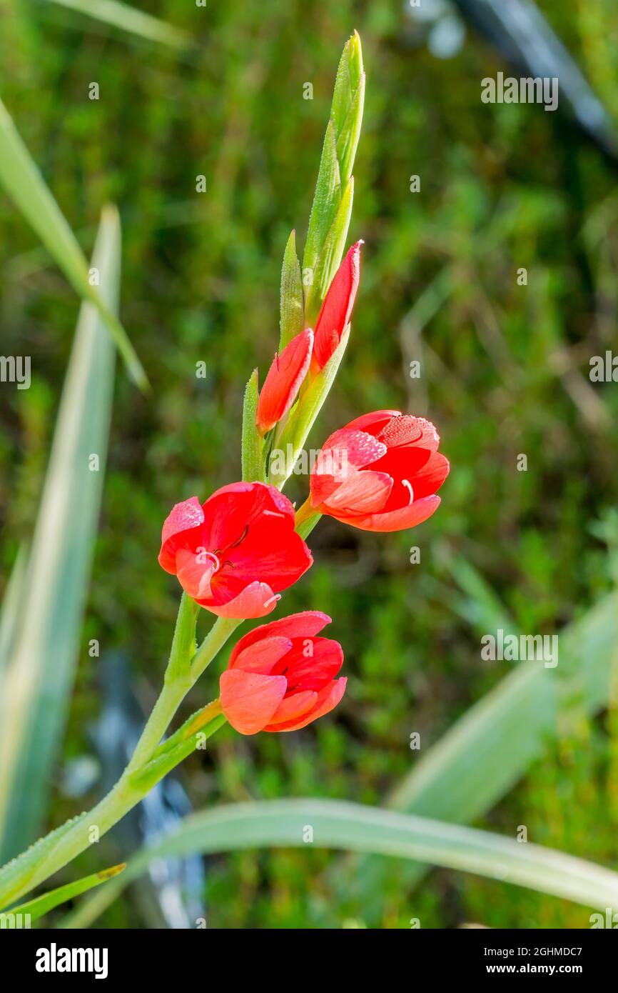 Coccinea species hi-res stock photography and images - Alamy