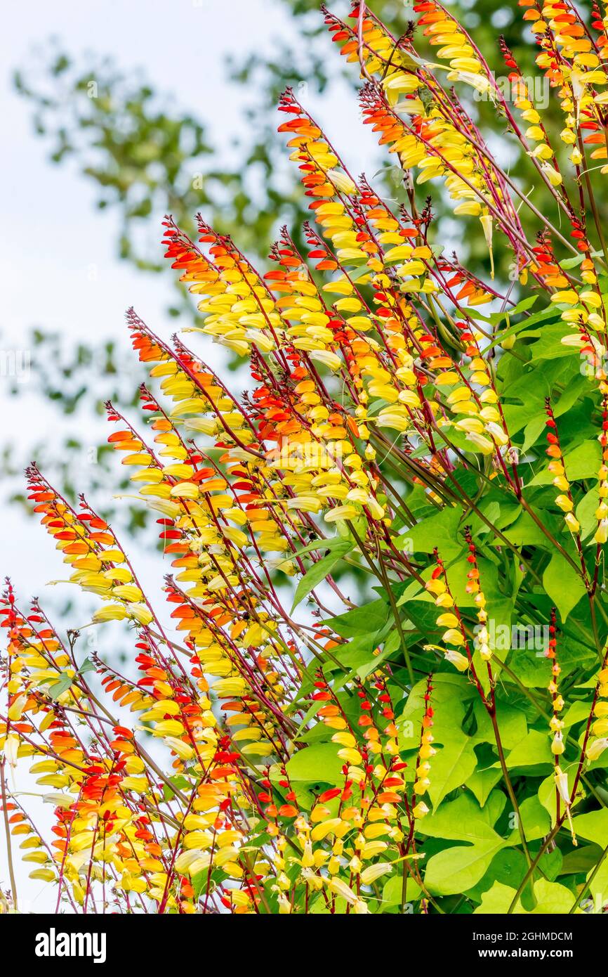 Ipomoea lobata 'Jungle Queen' Stock Photo - Alamy