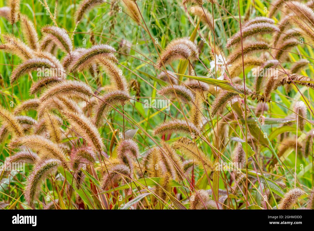 Setaria atropurpurea viridis 'Caramel' Stock Photo - Alamy
