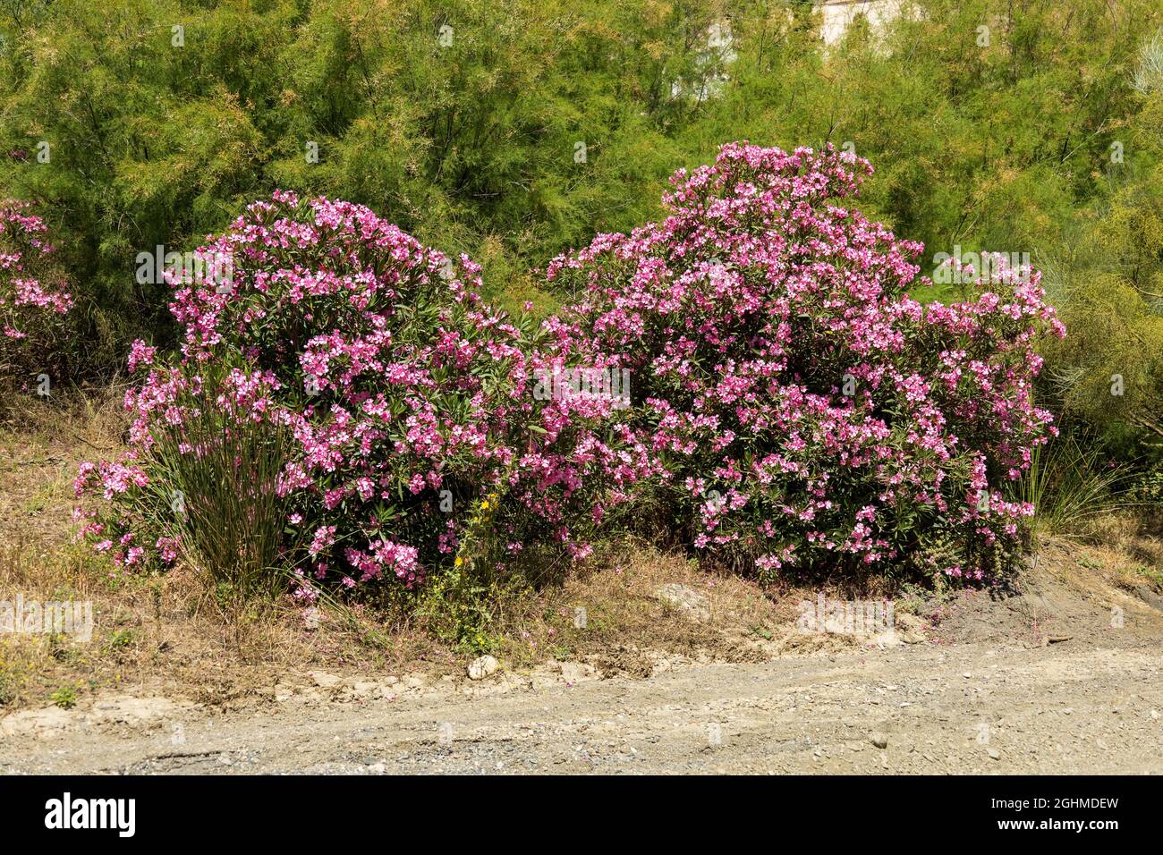 Oleander Bush High Resolution Stock Photography and Images - Alamy