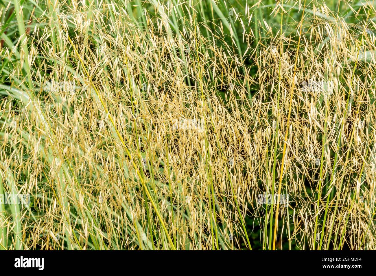 Feather grass stipa sp hi-res stock photography and images - Alamy
