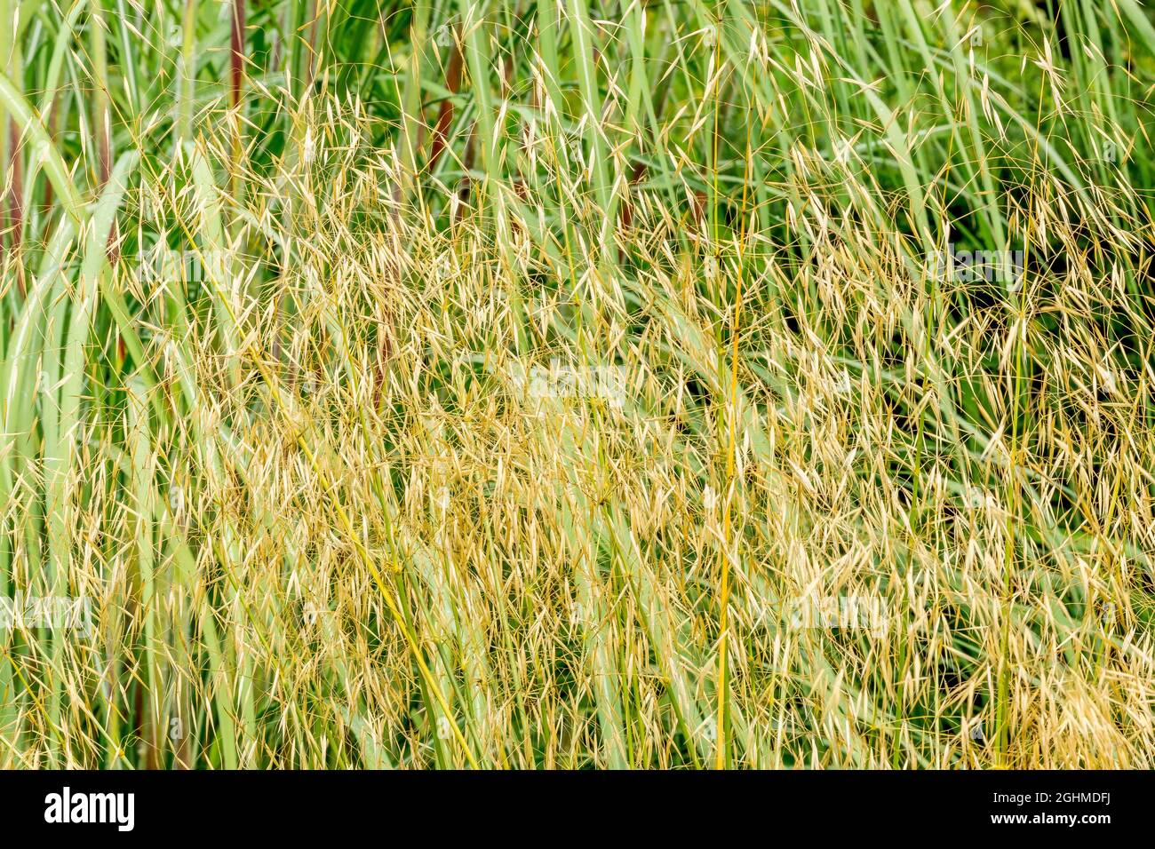 Stipa growing hi-res stock photography and images - Alamy