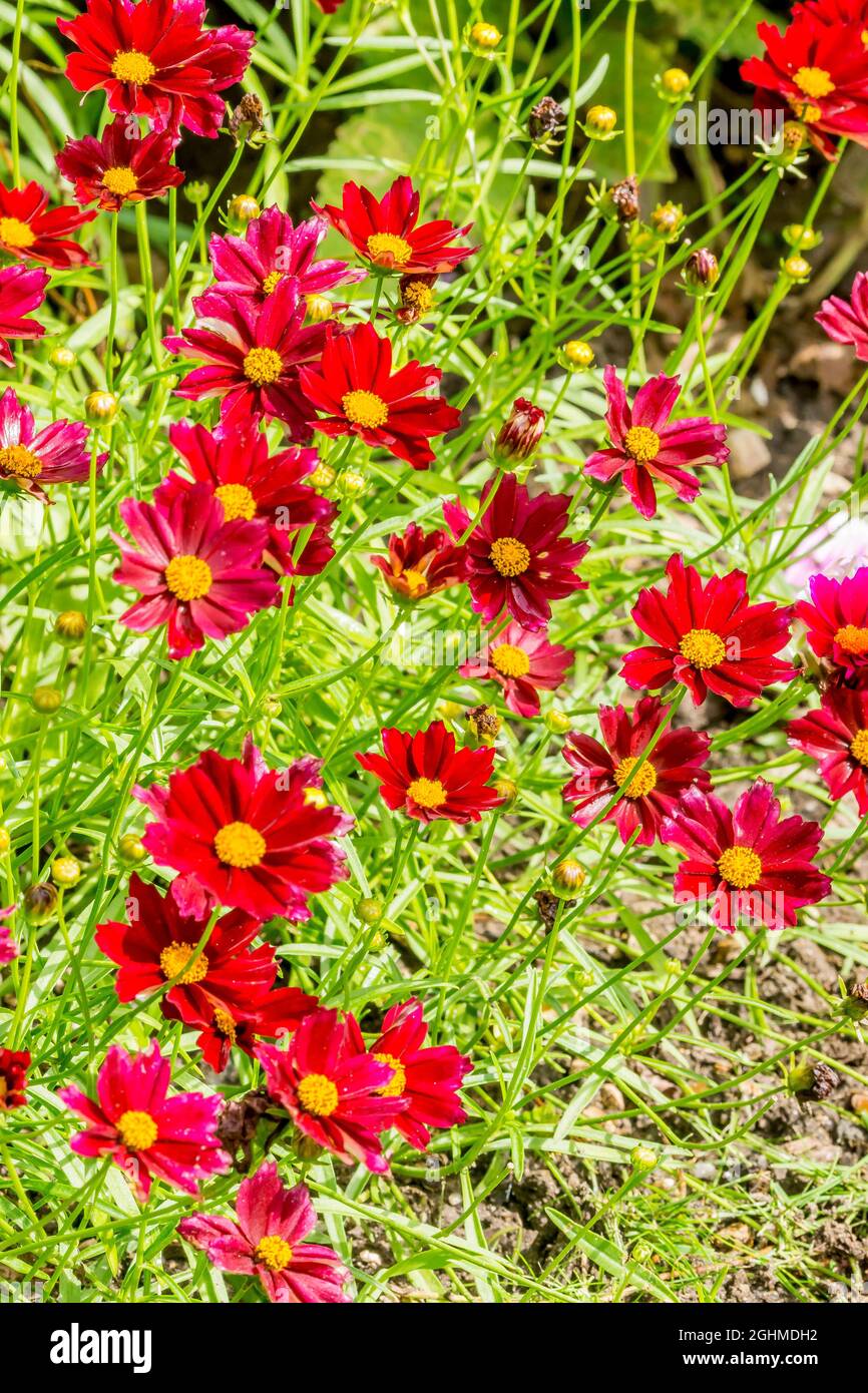 Coreopsis verticilata 'Mercury Rising' Stock Photo - Alamy