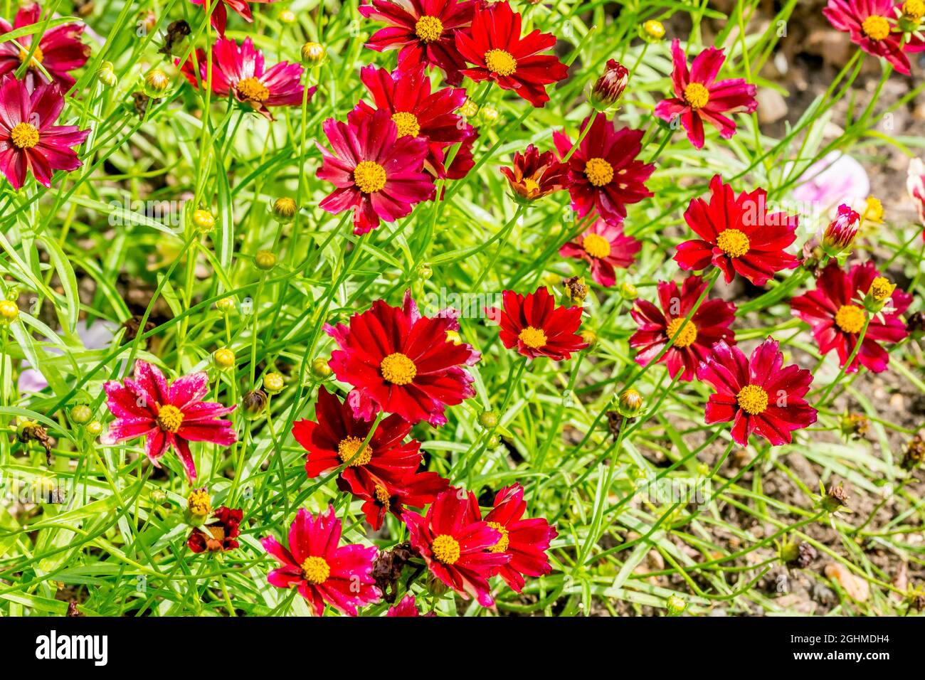 Coreopsis verticilata 'Mercury Rising' Stock Photo - Alamy