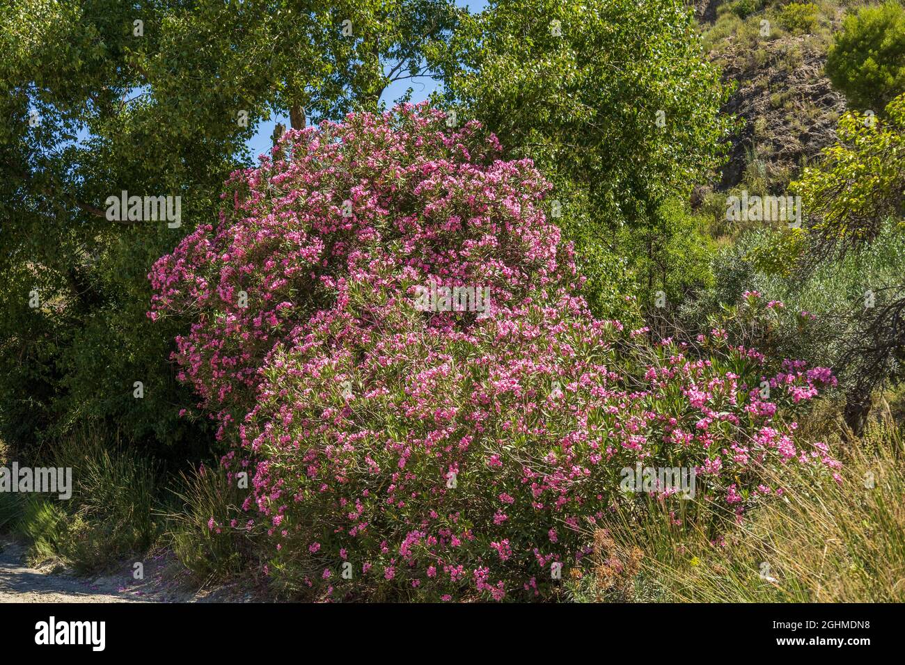 Wild Oleander Growing on the Ramblas of Spain Stock Photo - Alamy