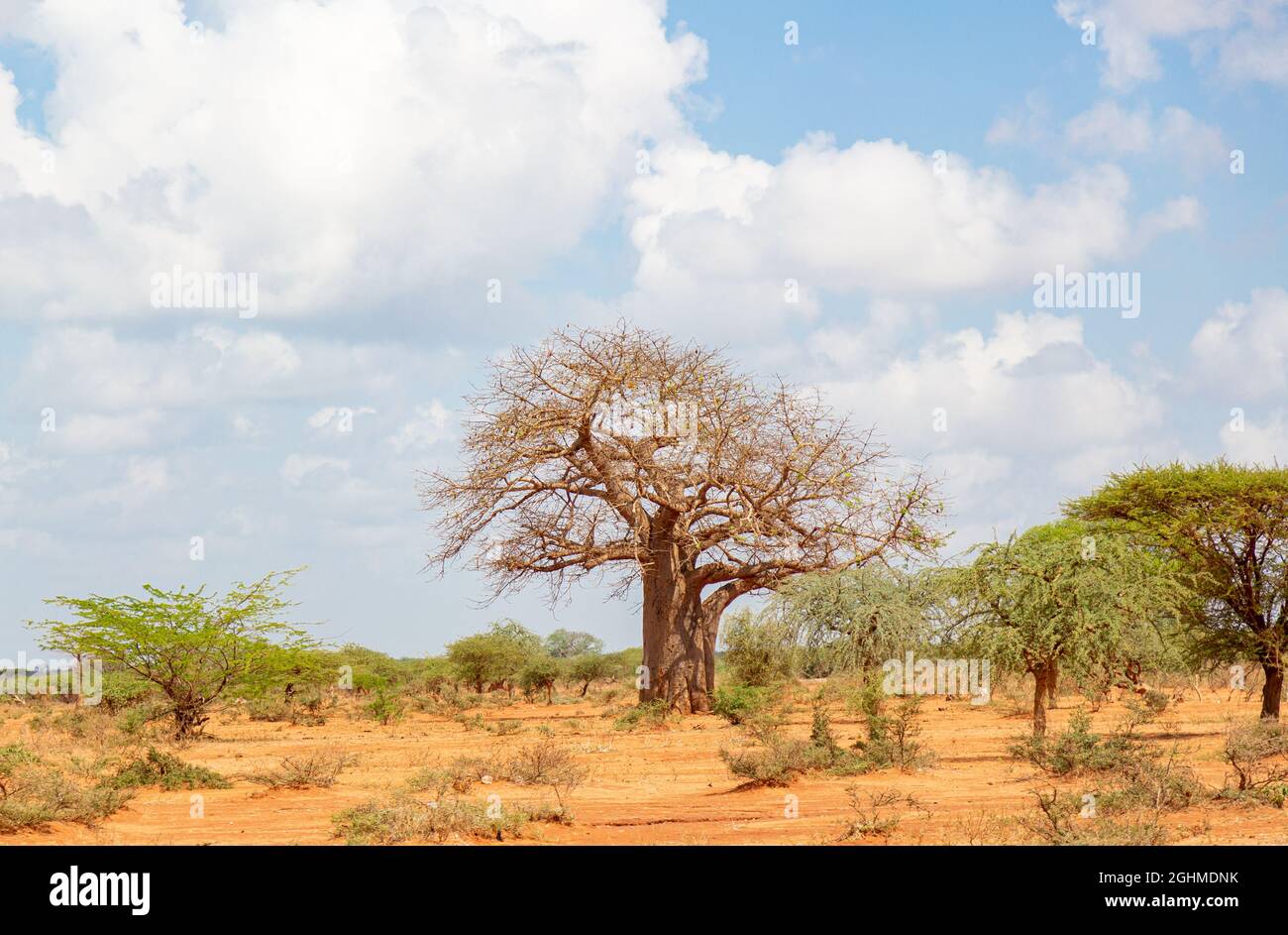 Big baobab tree in savannah in Kenya Stock Photo - Alamy