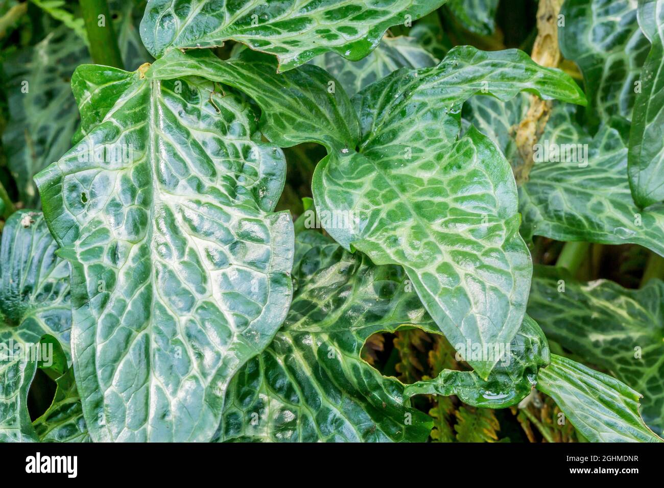 Italian Arum Marmoratum High Resolution Stock Photography and Images ...
