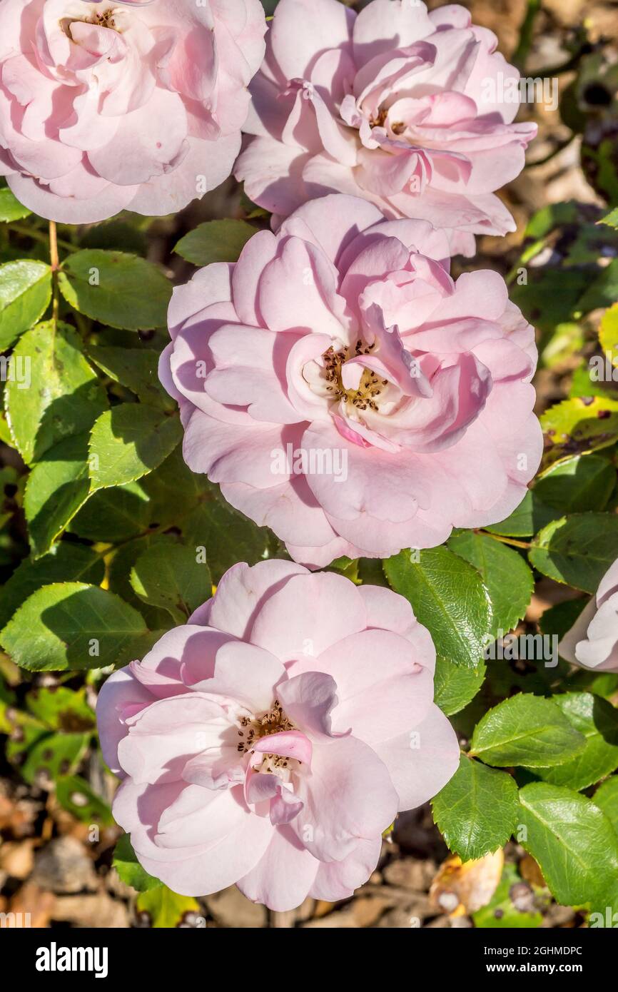Bonica shrub rose hi-res stock photography and images - Alamy