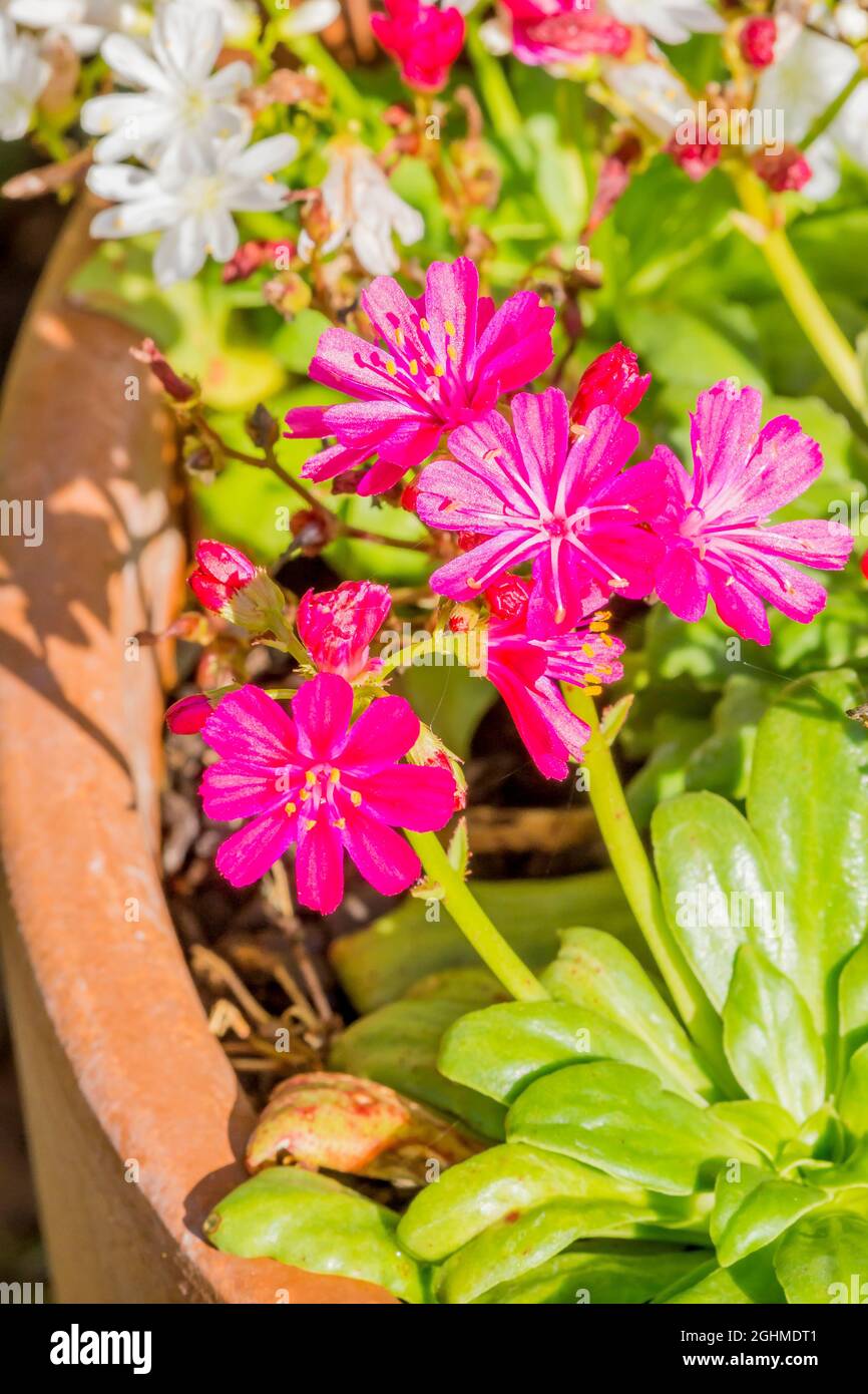 Lewisia cotyledon 'Elise Ruby Red' Stock Photo - Alamy